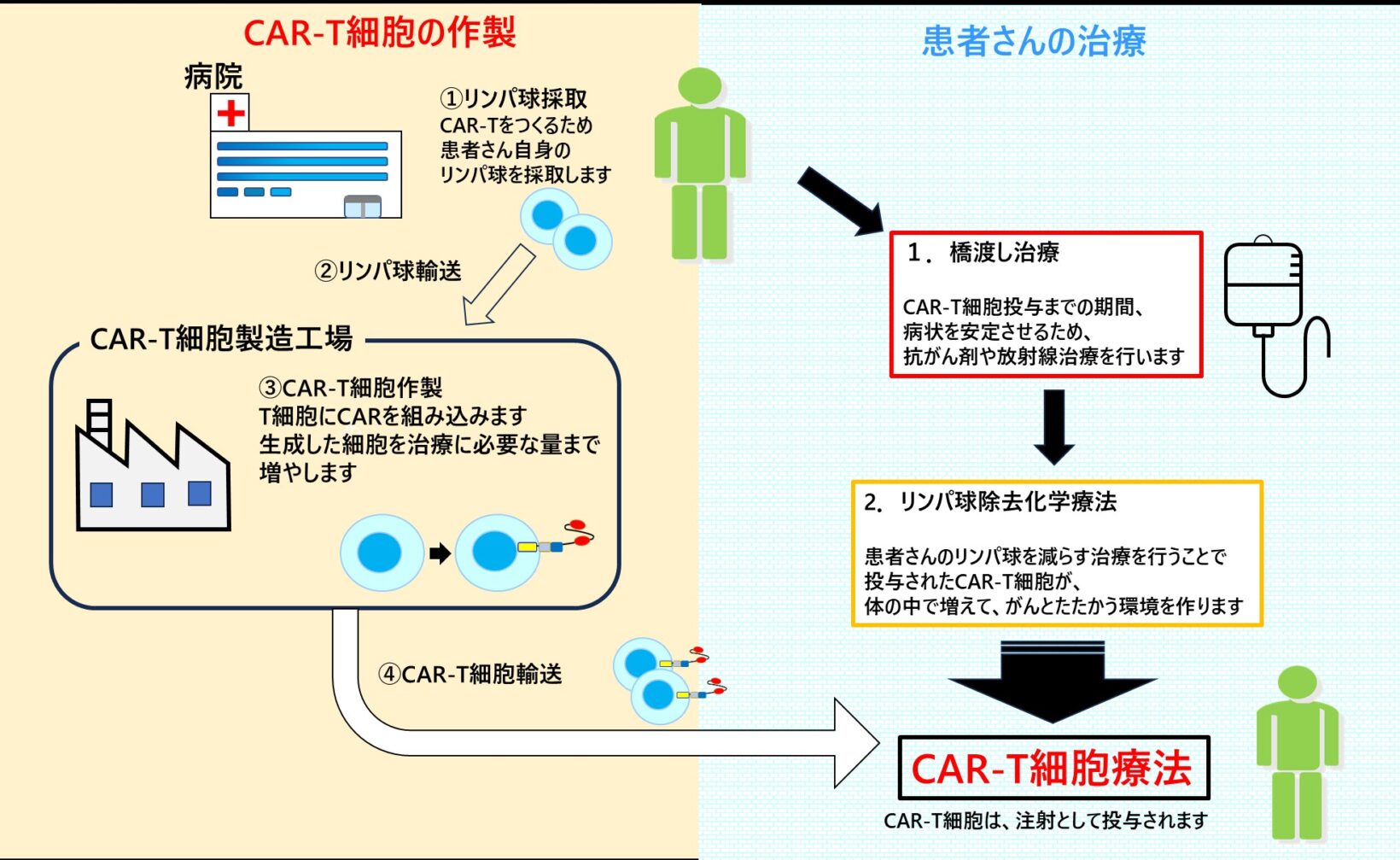 CAR-T(カーティー)細胞療法とは | 安城更生病院 Anjo Kosei Hospital